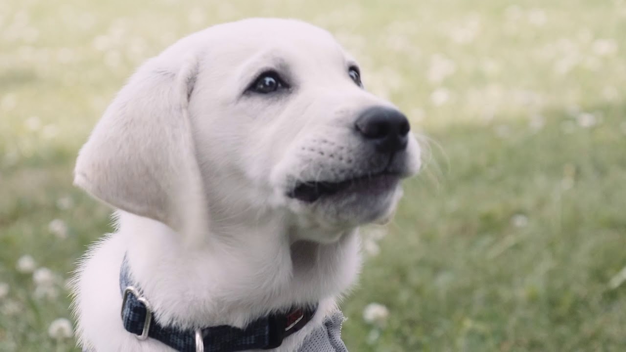 Meet Ace, PenFed’s newest service dog for disabled military vets (and ...